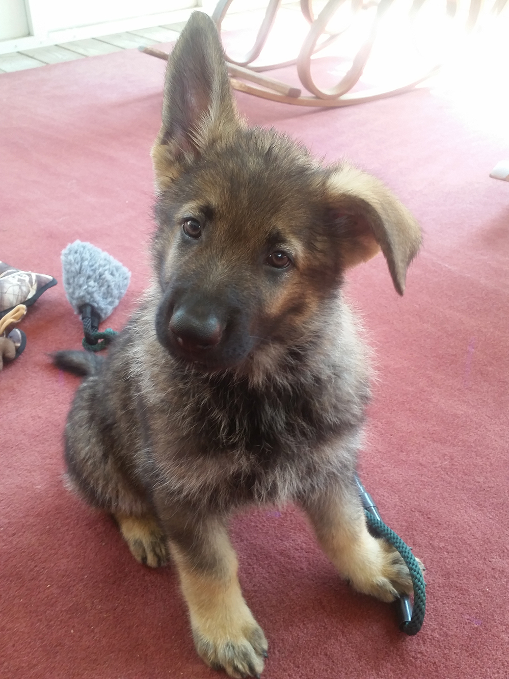 Tamed Puppy Program – Tamed